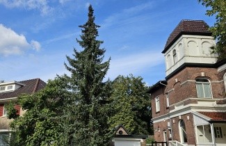 Sparren kopen? Bestel ze hier! | Ten Hoven Bomen