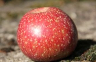 Ten Hoven Bomen Webshop - Online bomen en planten kopen.