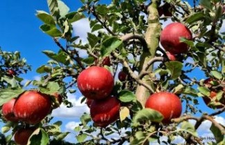 Appel 'Delcorf', Malus domestica 'Delcorf' kopen